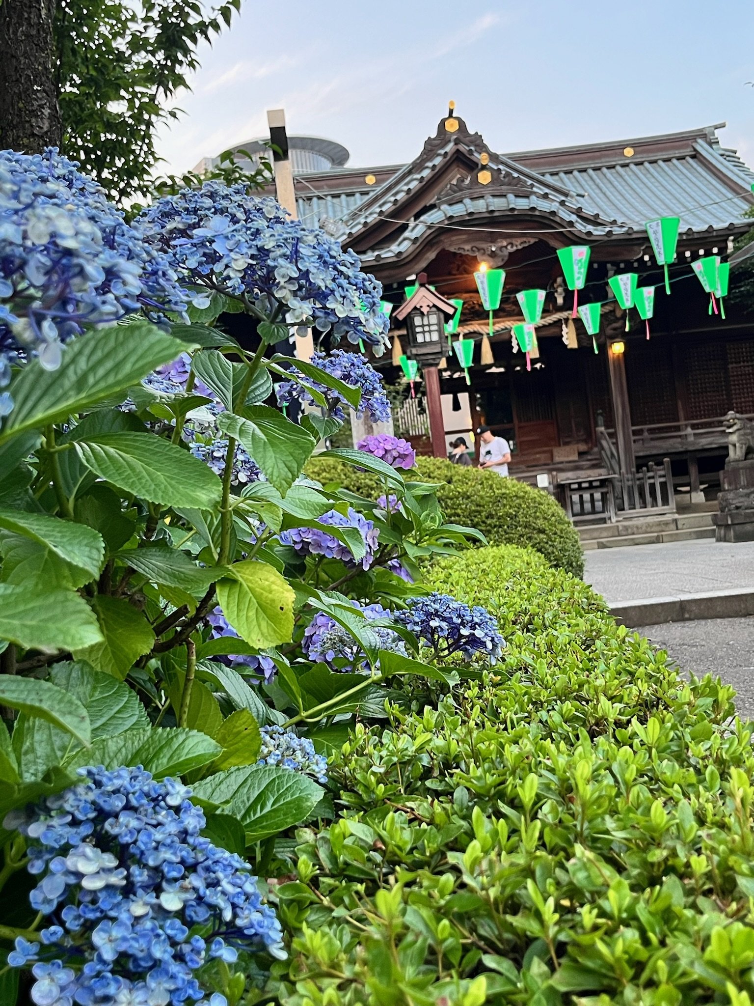 Where to Admire Hydrangeas in Tokyo: Three Spots Not to Miss — Travely ...