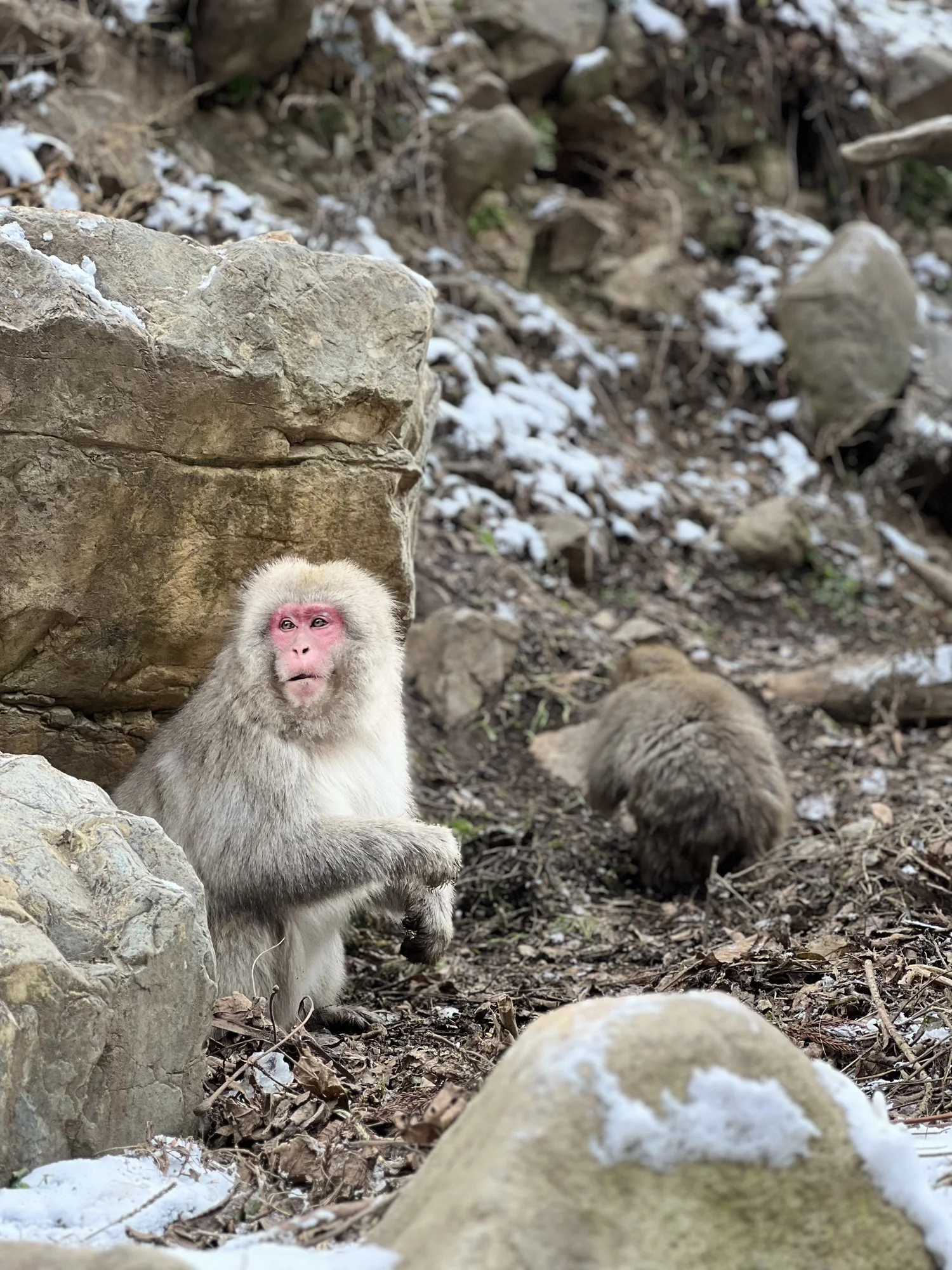 Things to Know Before Visiting the Snow Monkey Park — Travely Notes
