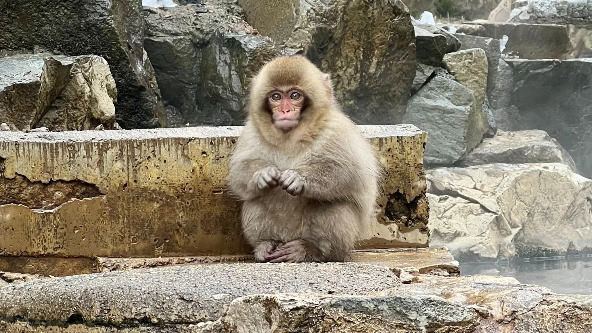 Things to Know Before Visiting the Snow Monkey Park — Travely Notes