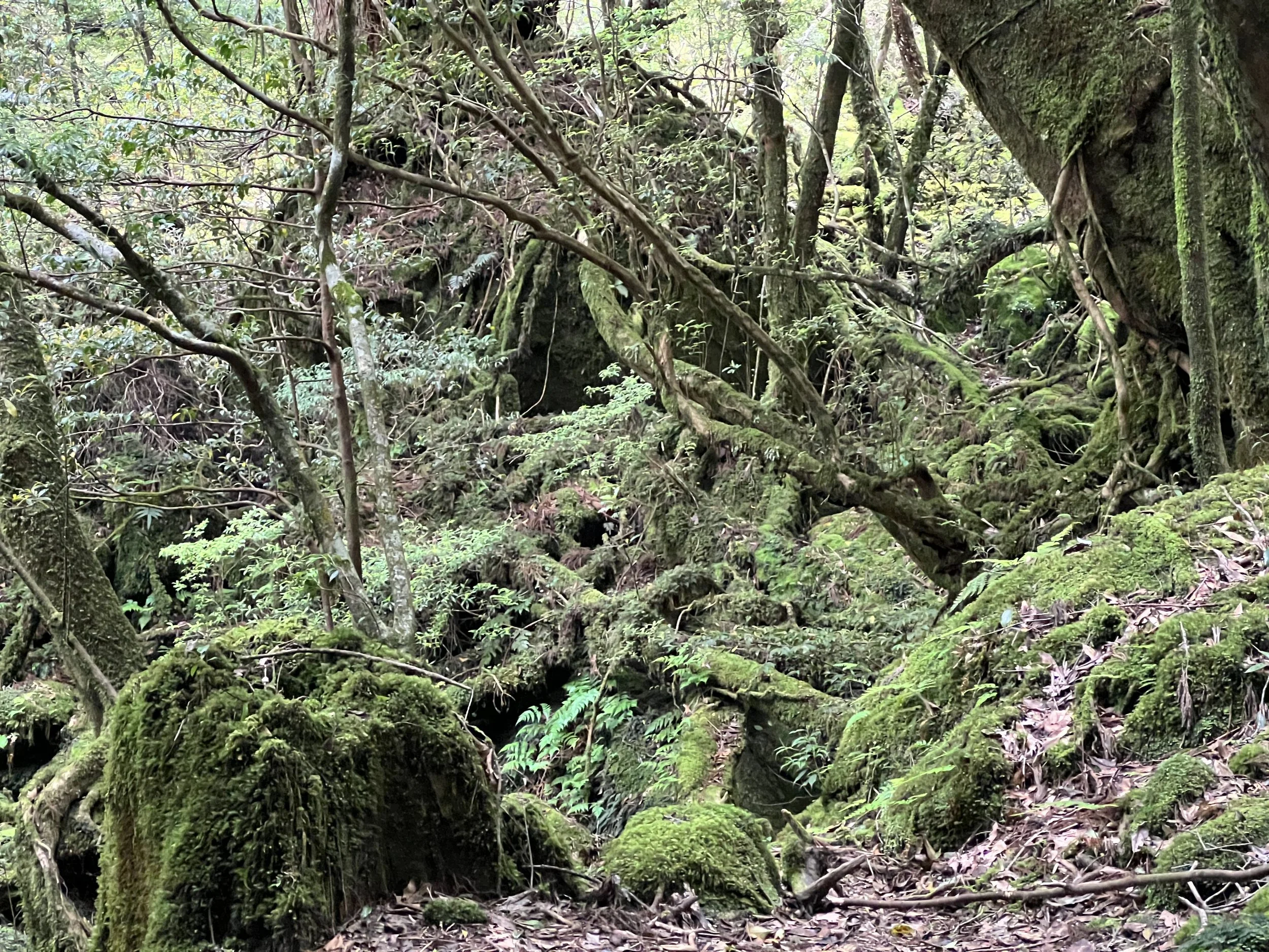 Shiratani Unsuikyo Hiking Guide: Discover Yakushima’s Mononoke Forest ...