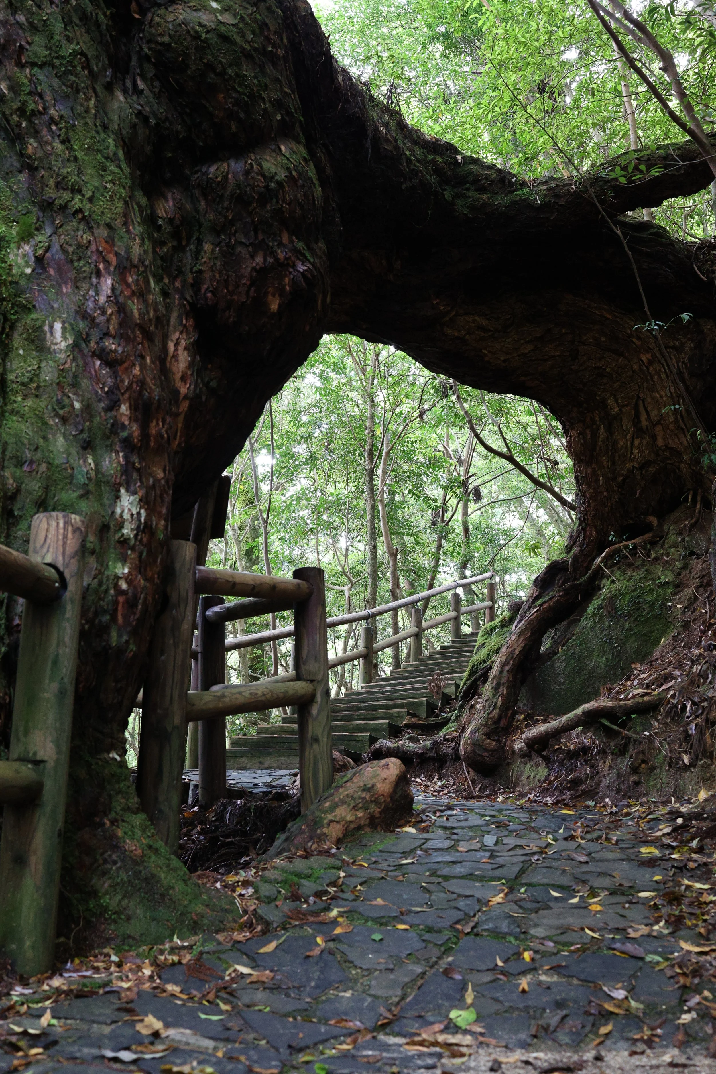 Yakusugi Land, Yakushima's Ancient Cedar Paradise — Travely Notes