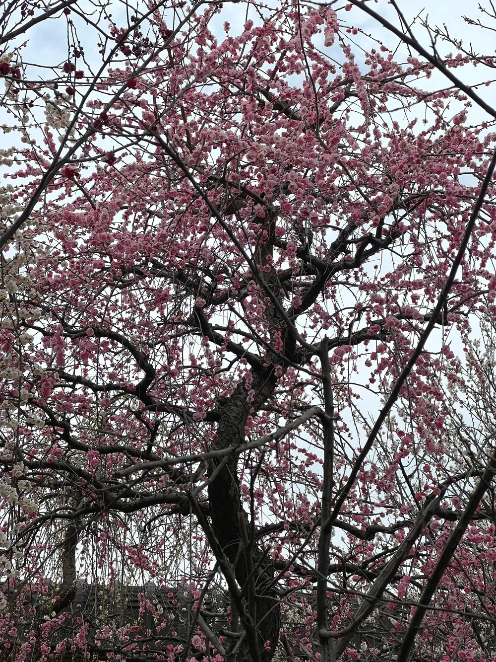 Amazing Plum Blossoms Near Tokyo: the Soga Plum Festival — Travely Notes