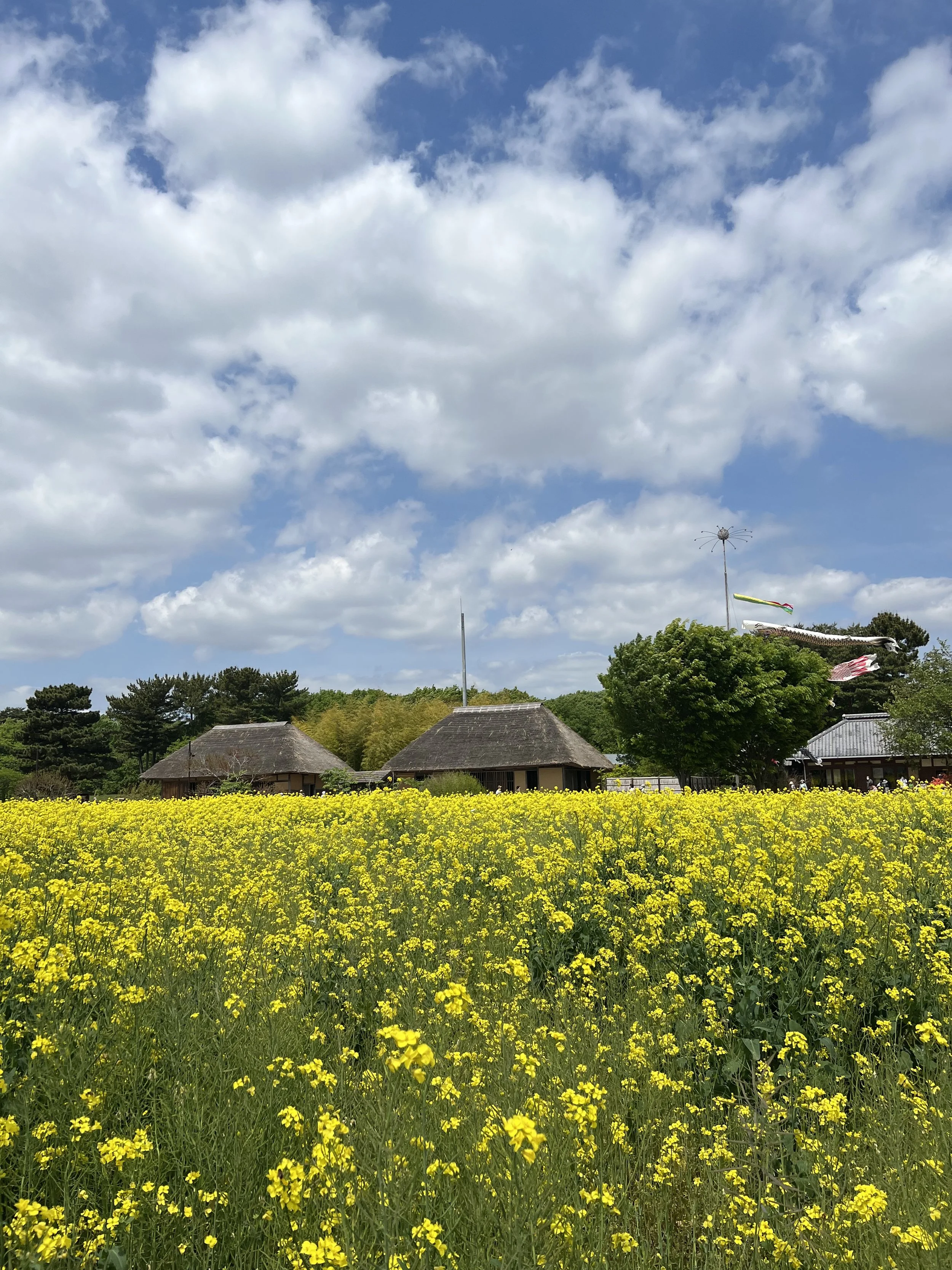 Day Trip Guide to Hitachi Seaside Park: 10 Suggestions for a Memorable ...