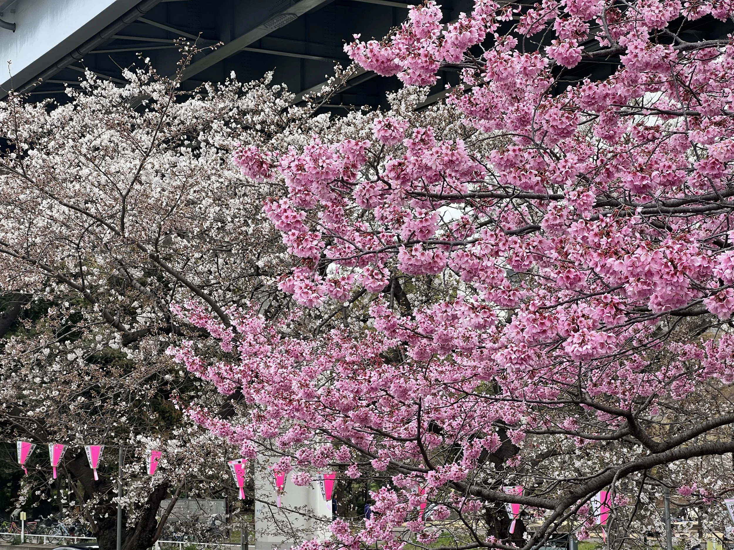 My Favorite Places to See Cherry Blossom in Tokyo — Travely Notes