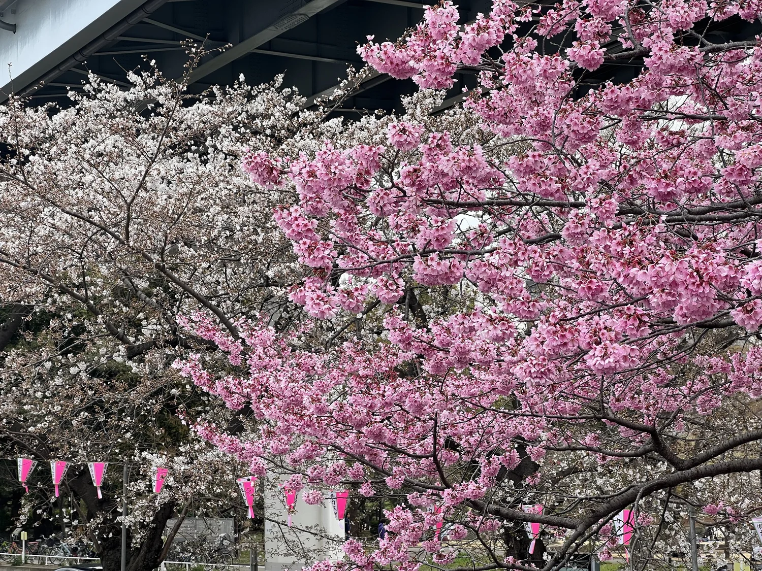 Tokyo’s Best Cherry Blossom Spots: A Sakura Lover’s Guide (2026 ...