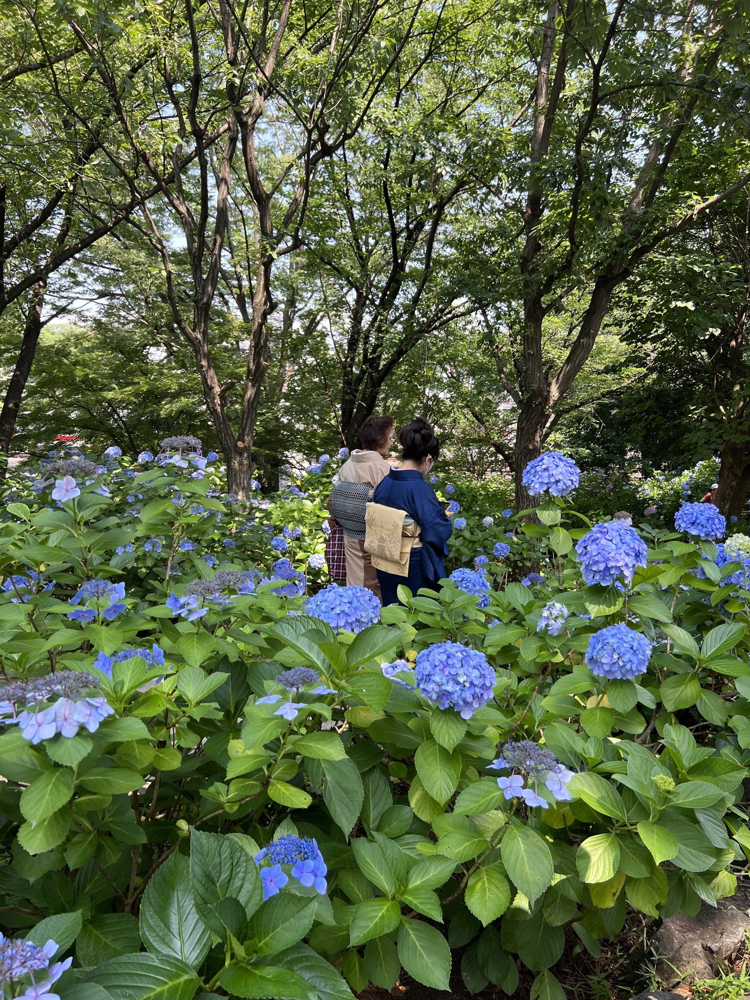 Where to Admire Hydrangeas in Tokyo: Three Spots Not to Miss — Travely ...