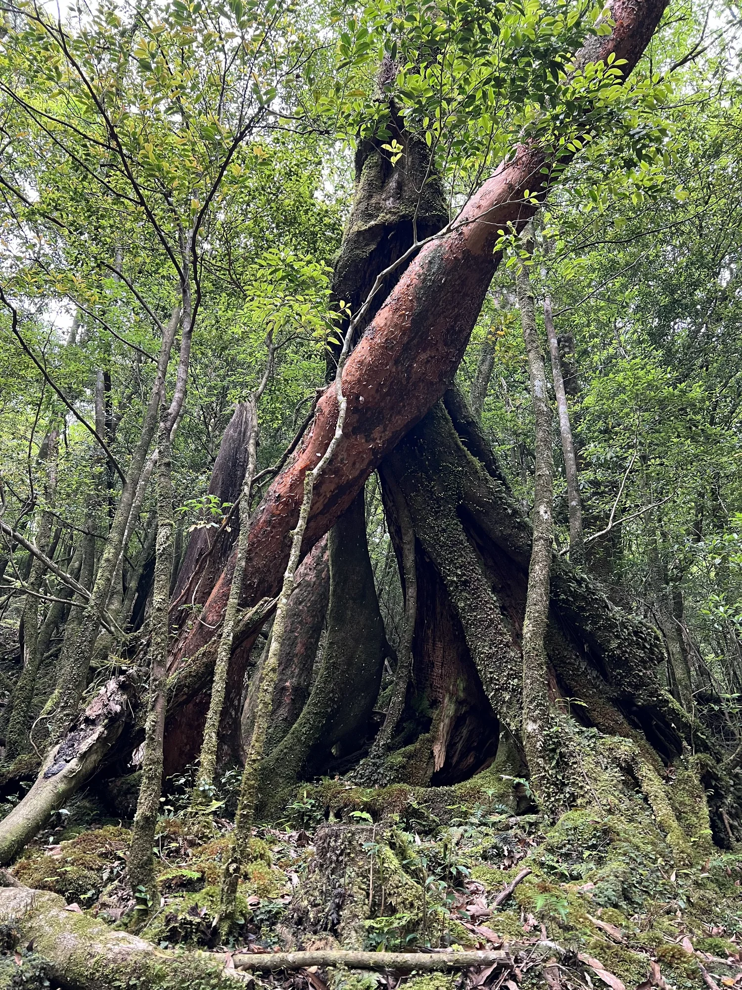 Shiratani Unsuikyo Hiking Guide: Discover Yakushima’s Mononoke Forest ...