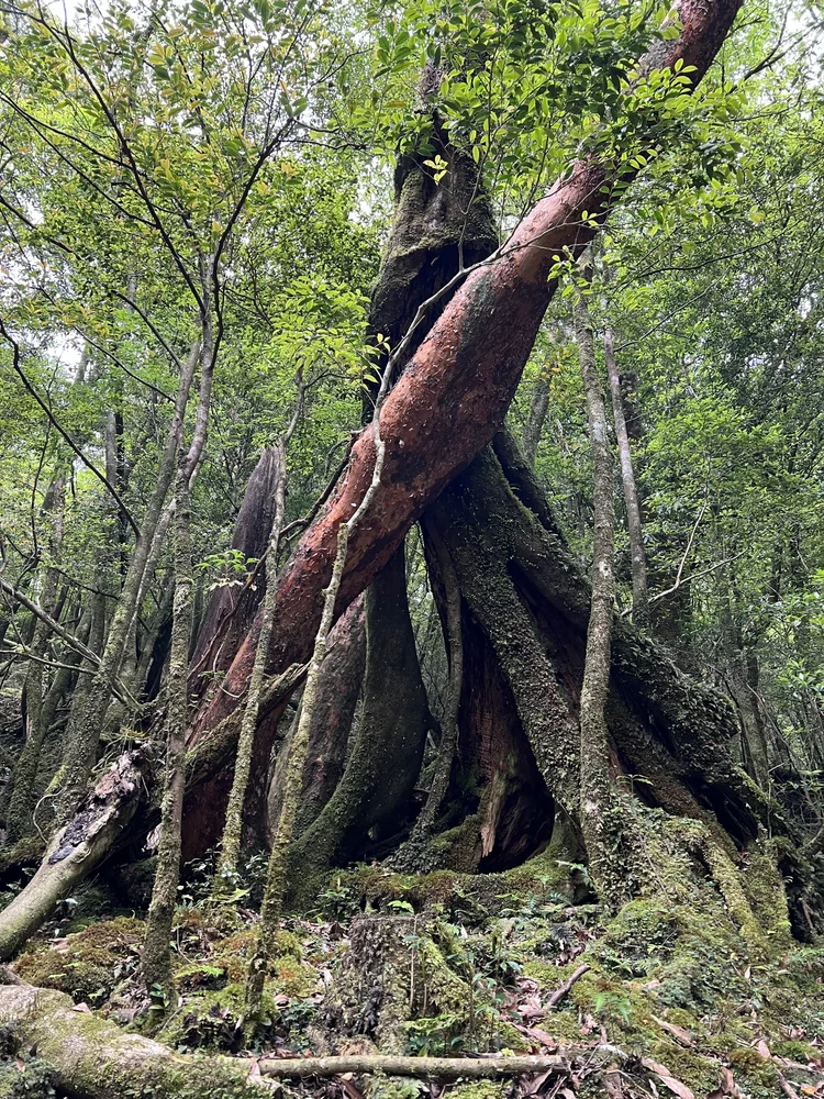 Shiratani Unsuikyo Hiking Guide: Discover Yakushima’s Mononoke Forest ...