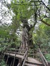 Yakushima Travel Guide: Top Things to Do & Essential Tips in Japan’s ...