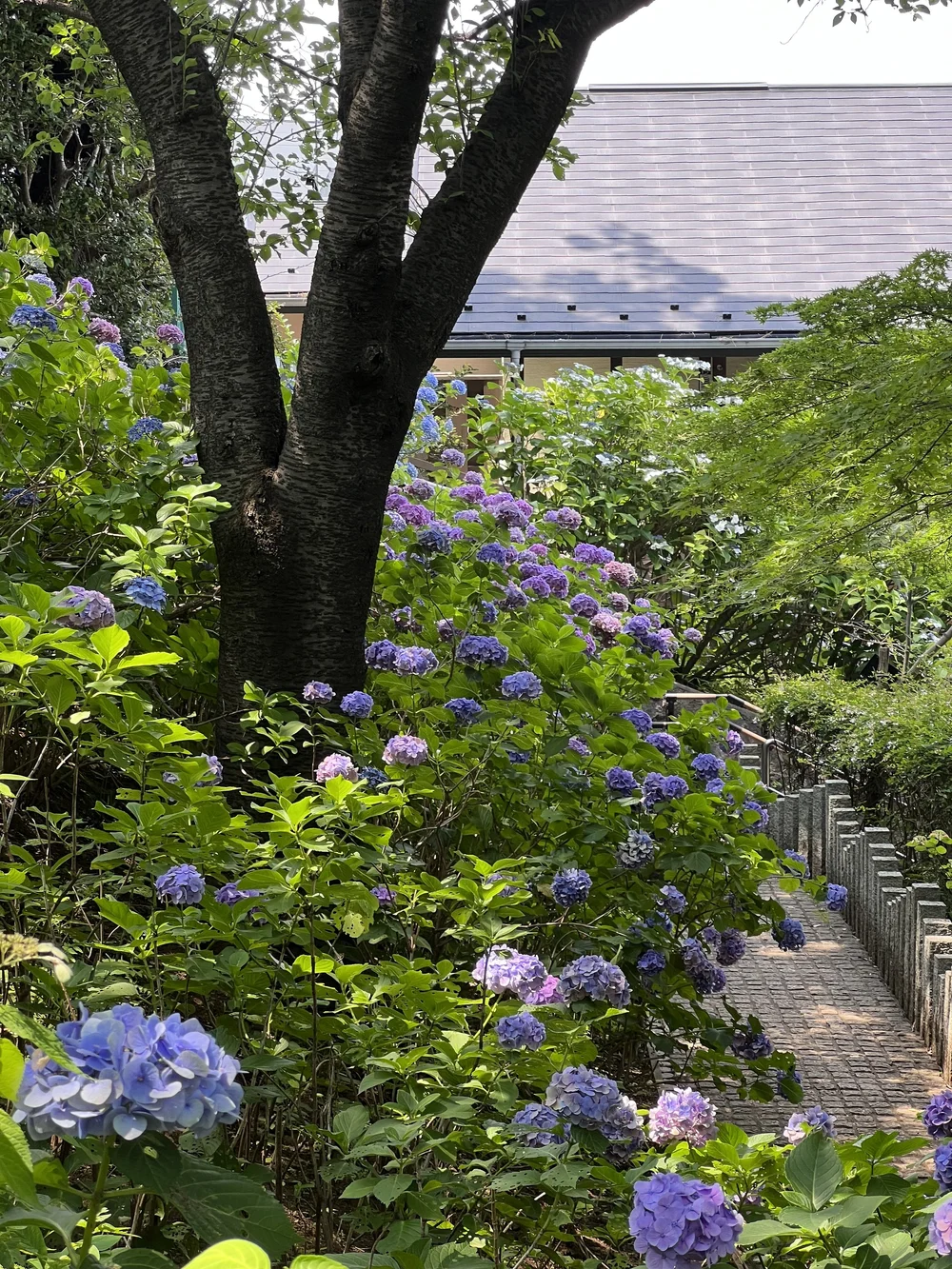 Where to Admire Hydrangeas in Tokyo: Three Spots Not to Miss — Travely ...