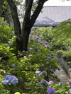 Where to Admire Hydrangeas in Tokyo: Three Spots Not to Miss — Travely ...