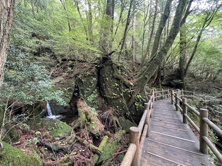 Yakusugi Land, Yakushima's Ancient Cedar Paradise — Travely Notes