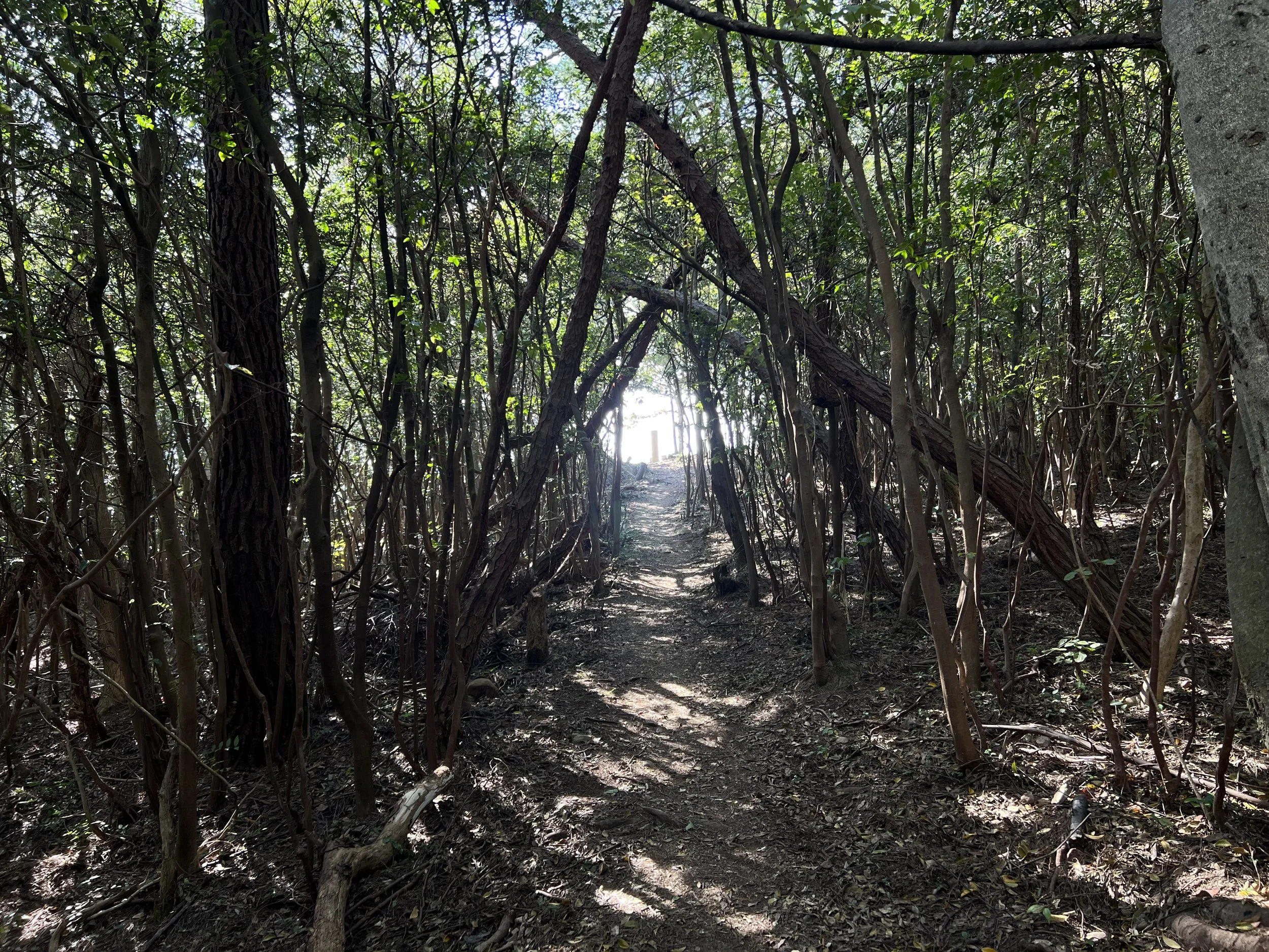Discover Takaya Shrine: A Hiking Guide to Shikoku’s ‘Torii in the Sky ...