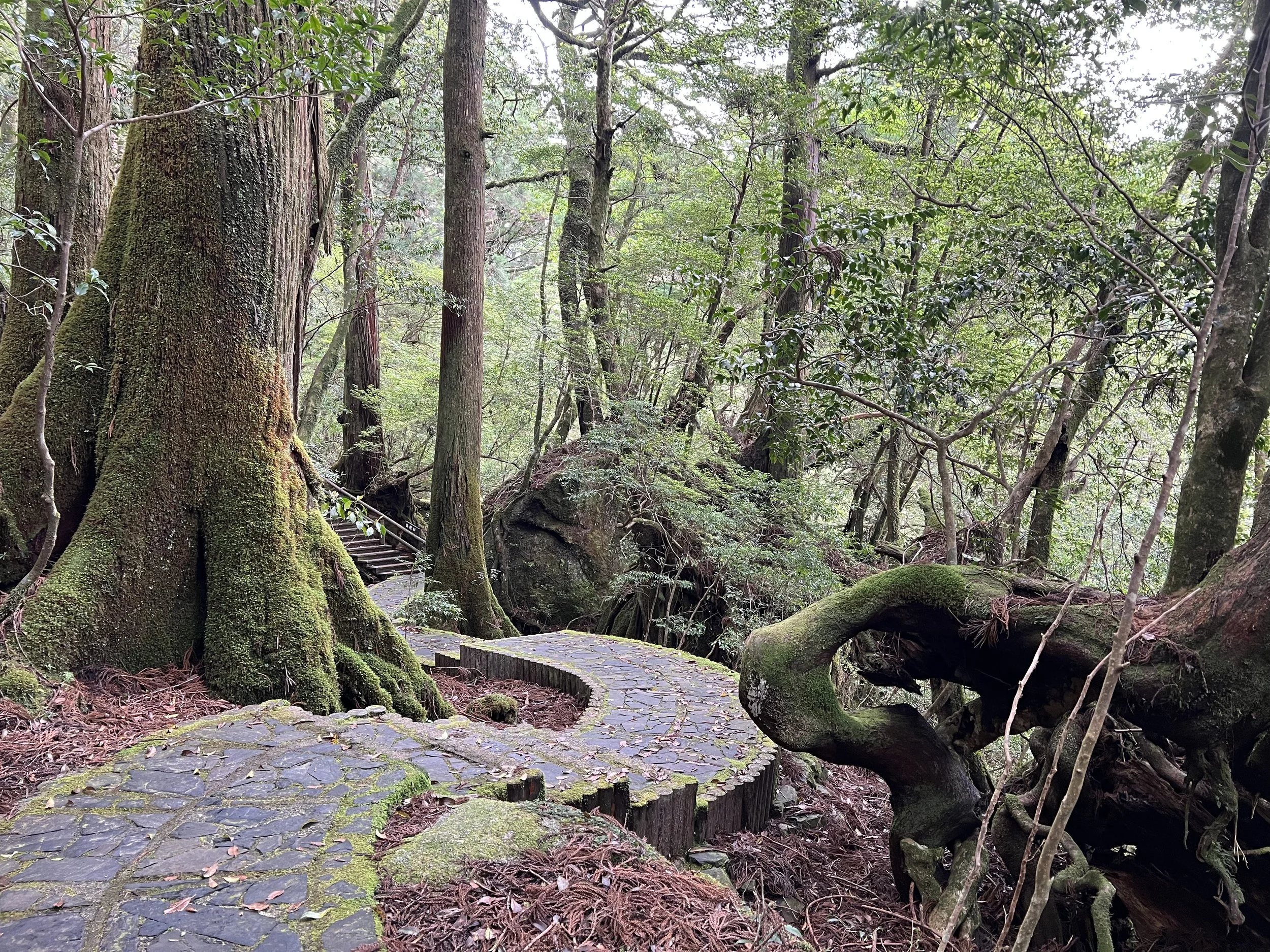 Yakushima Travel Guide: Top Things to Do & Essential Tips in Japan’s ...