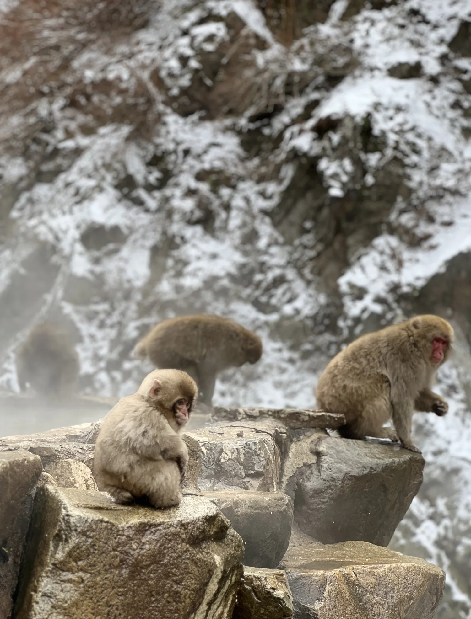 Things to Know Before Visiting the Snow Monkey Park — Travely Notes