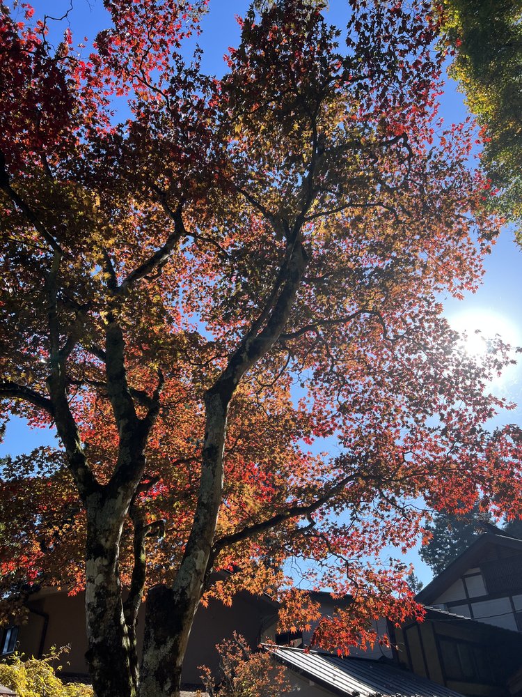 One Day in Mitake: A Perfect Autumn Escape from Tokyo — Travely Notes