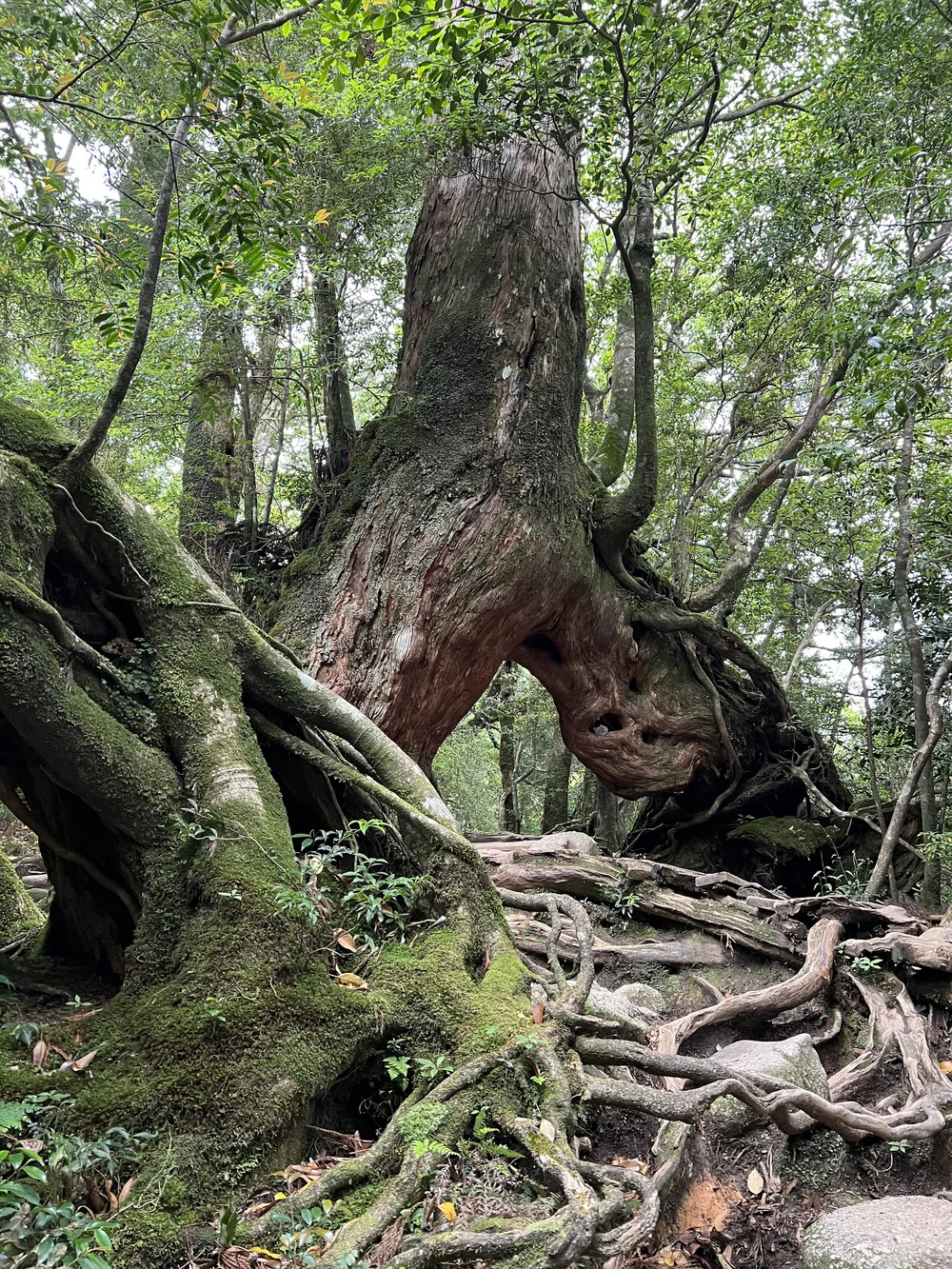 Shiratani Unsuikyo Hiking Guide: Discover Yakushima’s Mononoke Forest ...