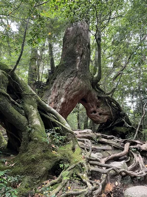 Shiratani Unsuikyo Hiking Guide: Discover Yakushima’s Mononoke Forest ...