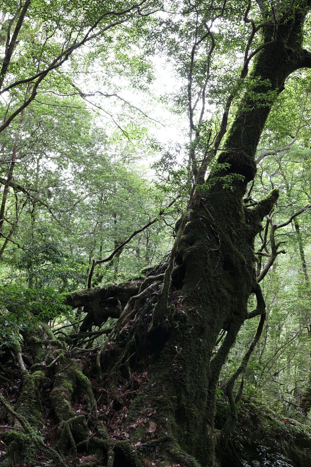 Yakusugi Land, Yakushima's Ancient Cedar Paradise — Travely Notes