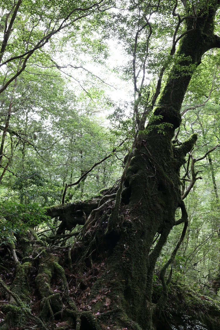 Yakusugi Land, Yakushima's Ancient Cedar Paradise — Travely Notes