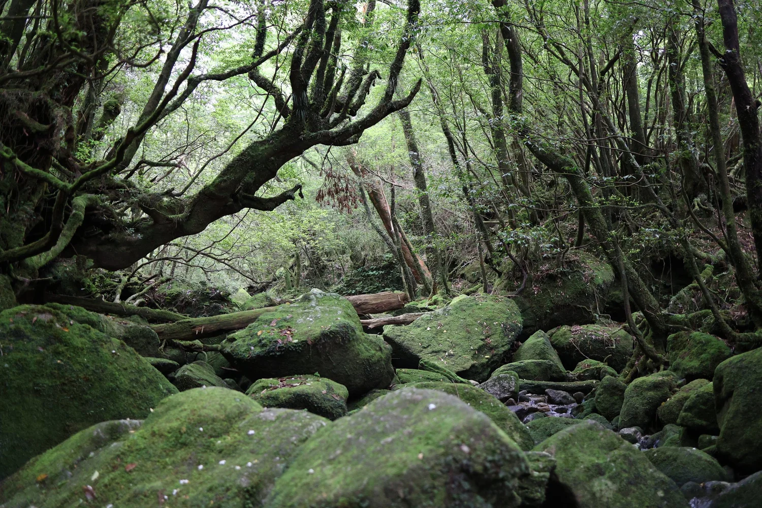 Shiratani Unsuikyo ravine in Yakushima: Hiking in the Mononoke forest ...