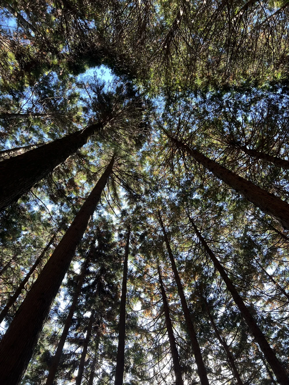 One Day in Mitake: A Perfect Autumn Escape from Tokyo — Travely Notes