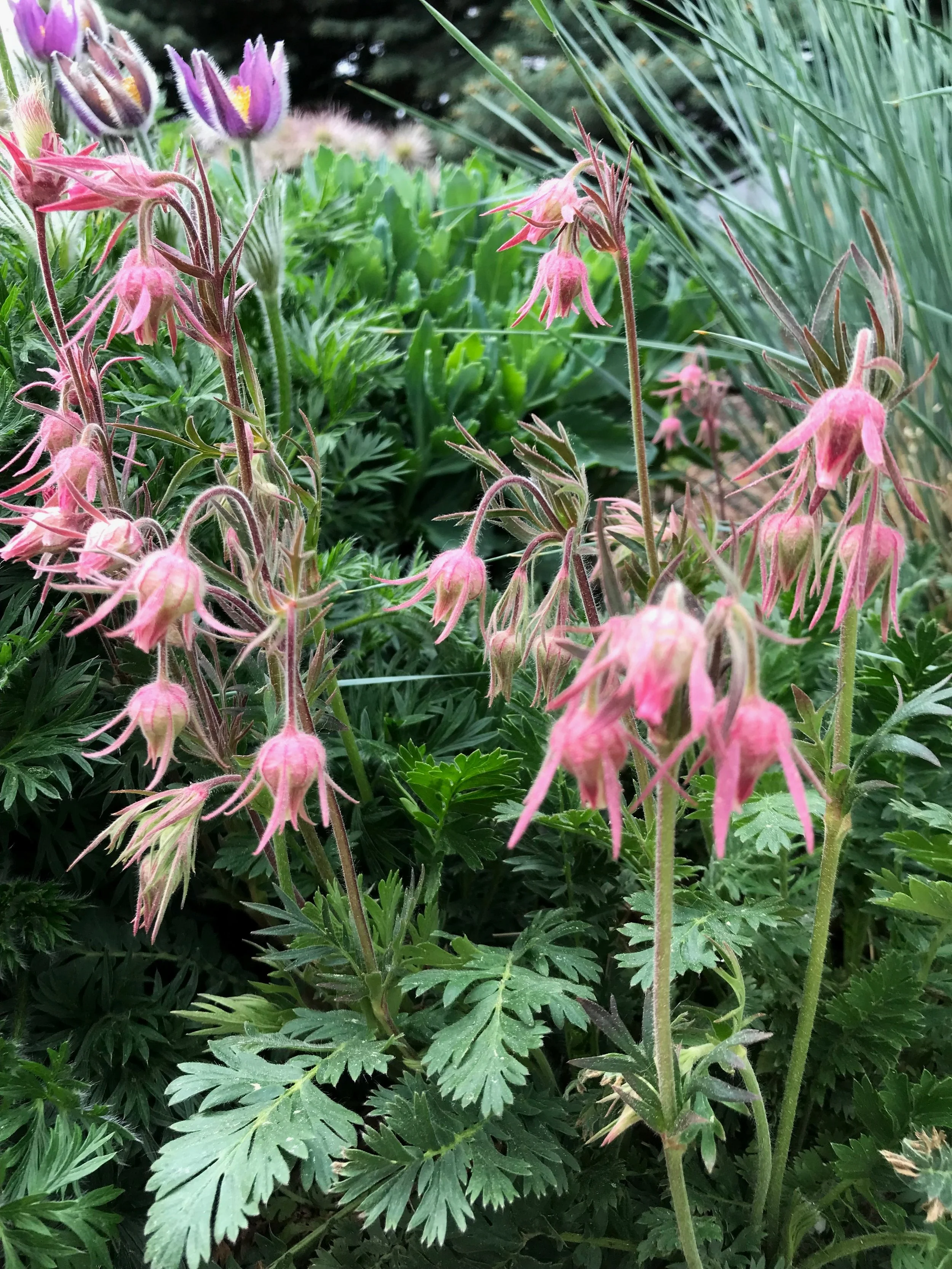 About — Juniper Gardens