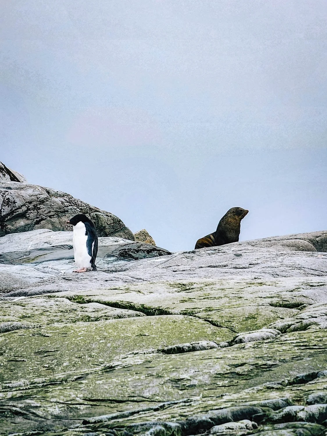 Antarctica — Maritta Renz