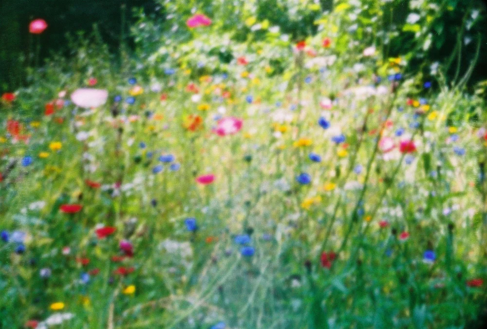 Kitty Sullivan Artist