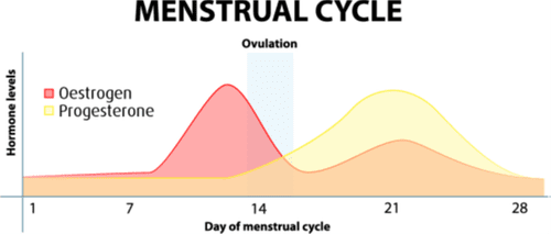 How the Menstrual Cycle affects Pelvic Health in Toronto — Proactive ...