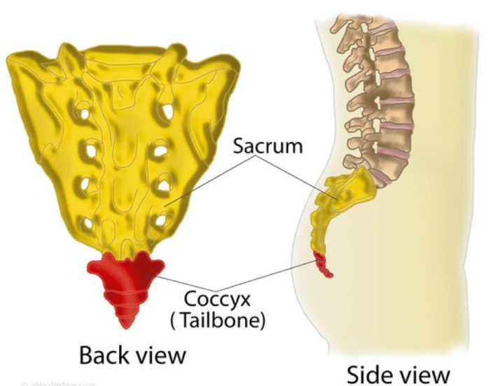 What Is Coccydynia Toronto Proactive Pelvic Health Centre What Is Coccydynia Toronto Proactive Pelvic Health Centre