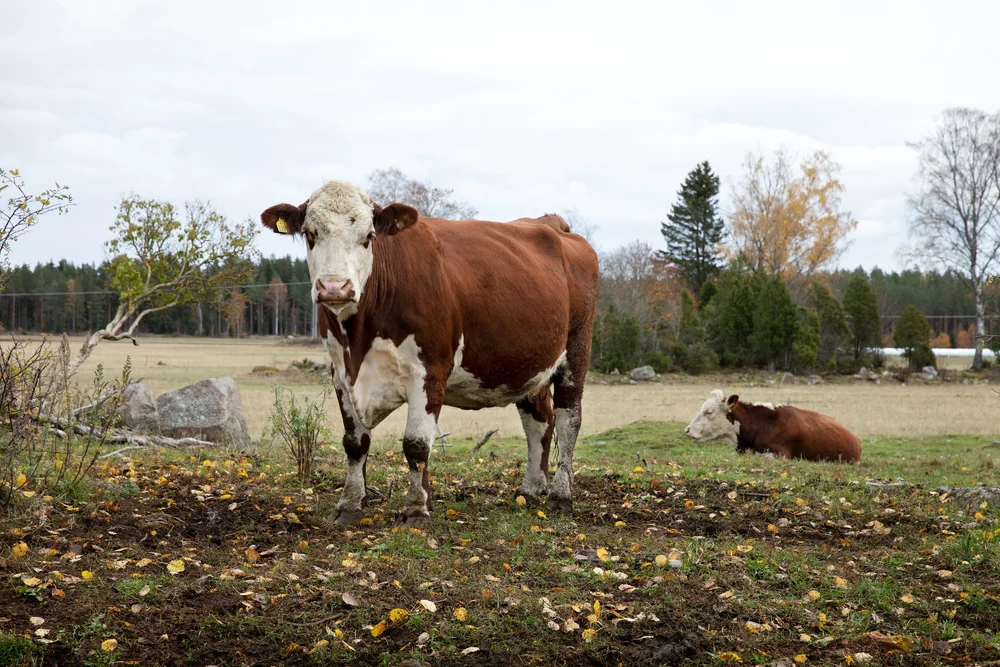 Lantbruk — Hargsbruk