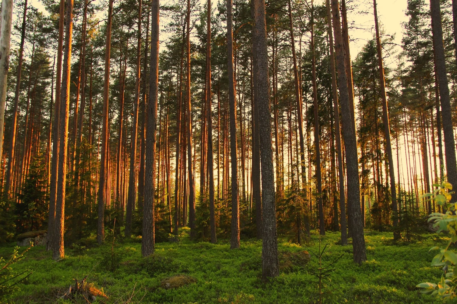 Skog — Hargsbruk