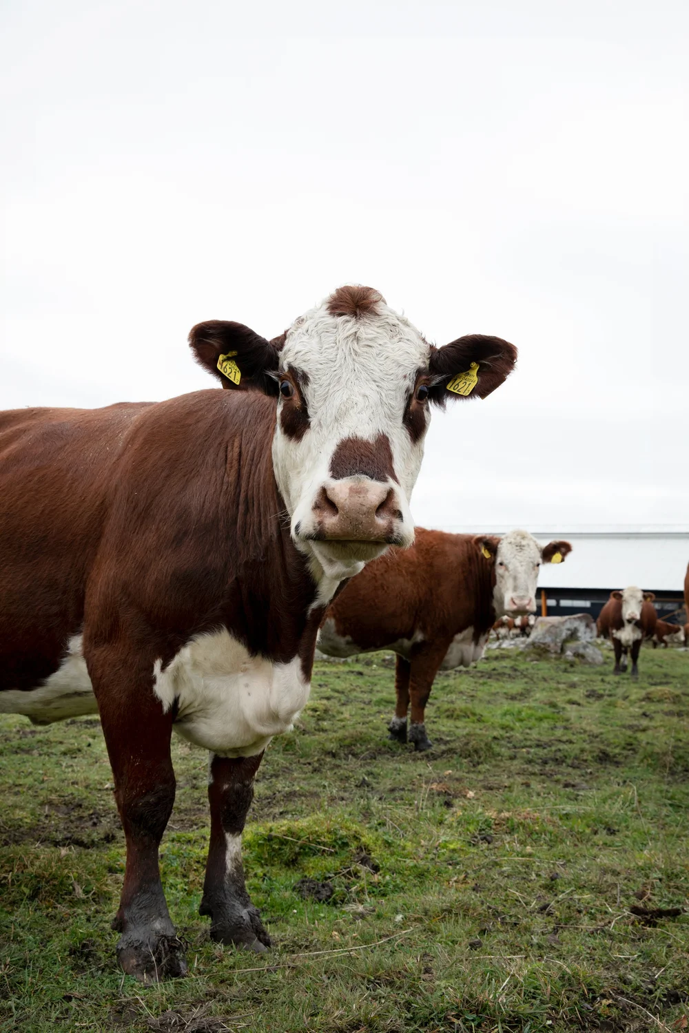 Lantbruk — Hargsbruk