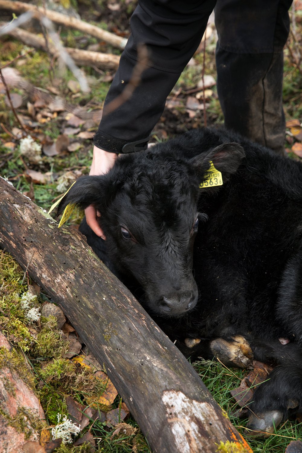 Lantbruk — Hargsbruk