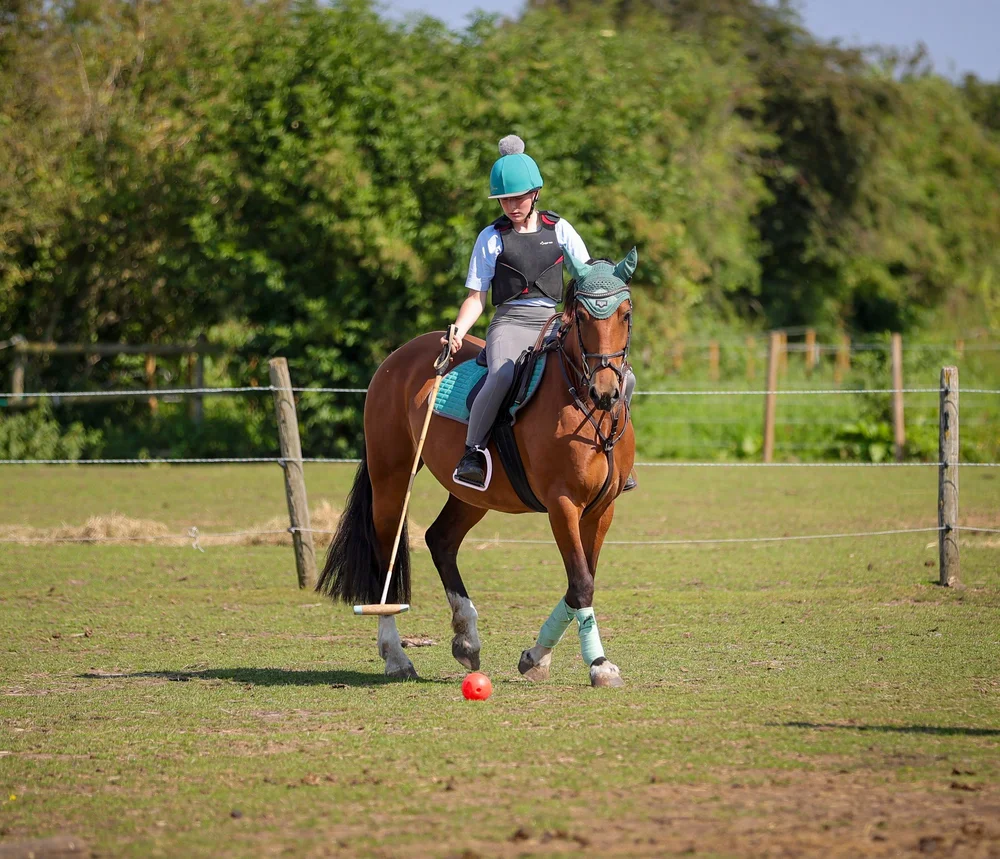 Newark Equestrian
