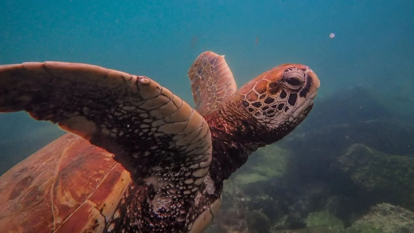 Top 10 Free Mini Documentaries to Watch with Kids on FlixSnip App