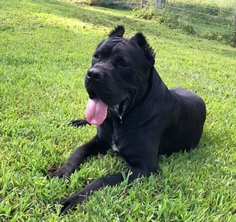 Bullys Behaven Professional Dog Training, Jackson, NJ