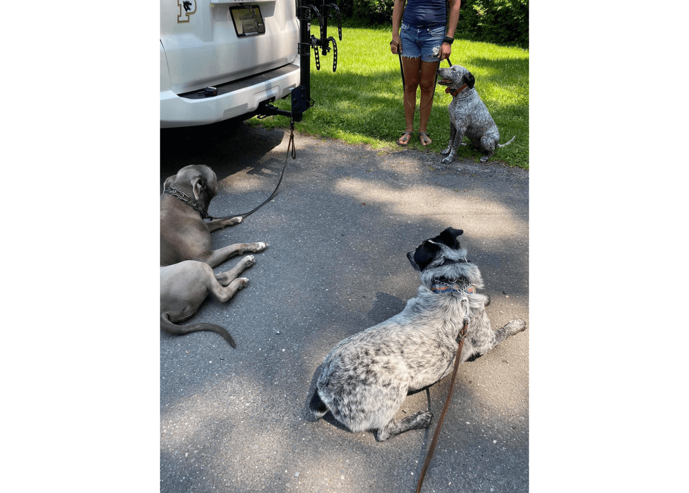 Dog Training: Bullys Behaven, The Expert in Dog Behavior, Aggression ...