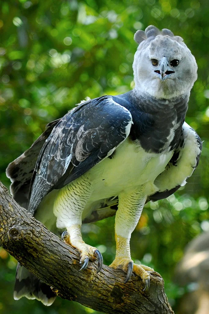 Bird Watching in Brazil: Birds of the Amazon Rainforest — Craft Travel