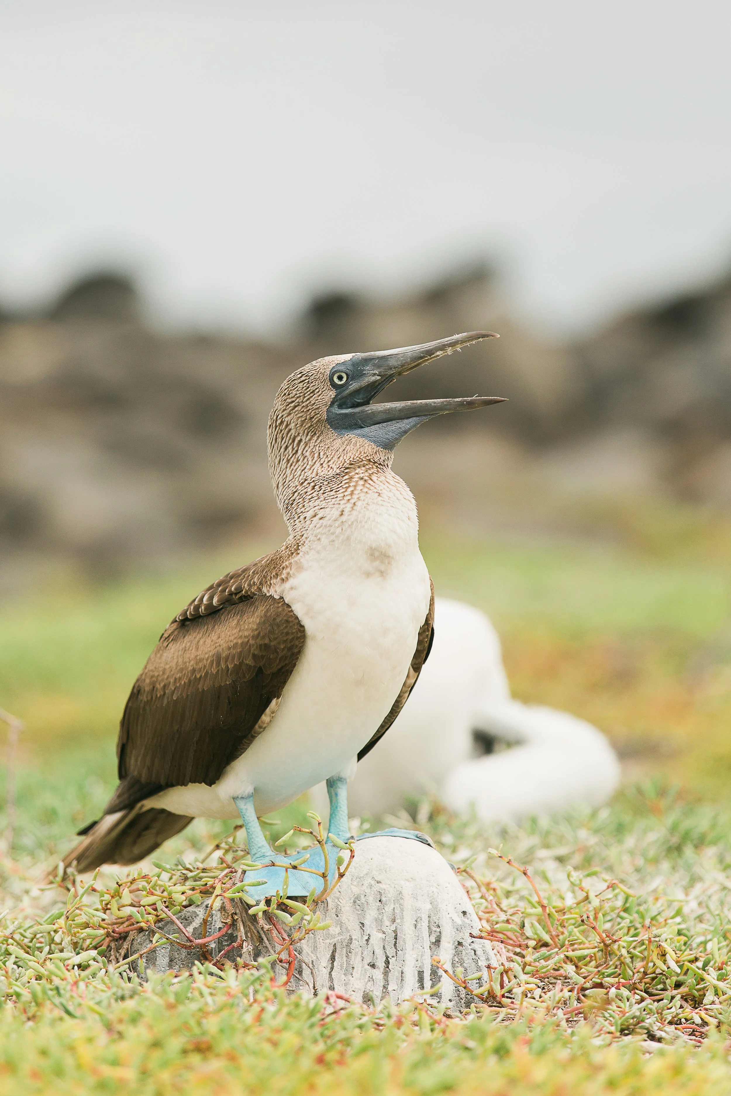 Andrea Galvez | Craft Travel