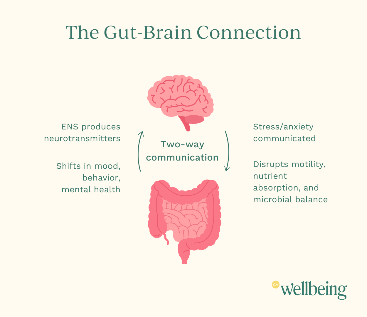 Nourish Your Mind: The Gut-Brain Connection — CV Wellbeing