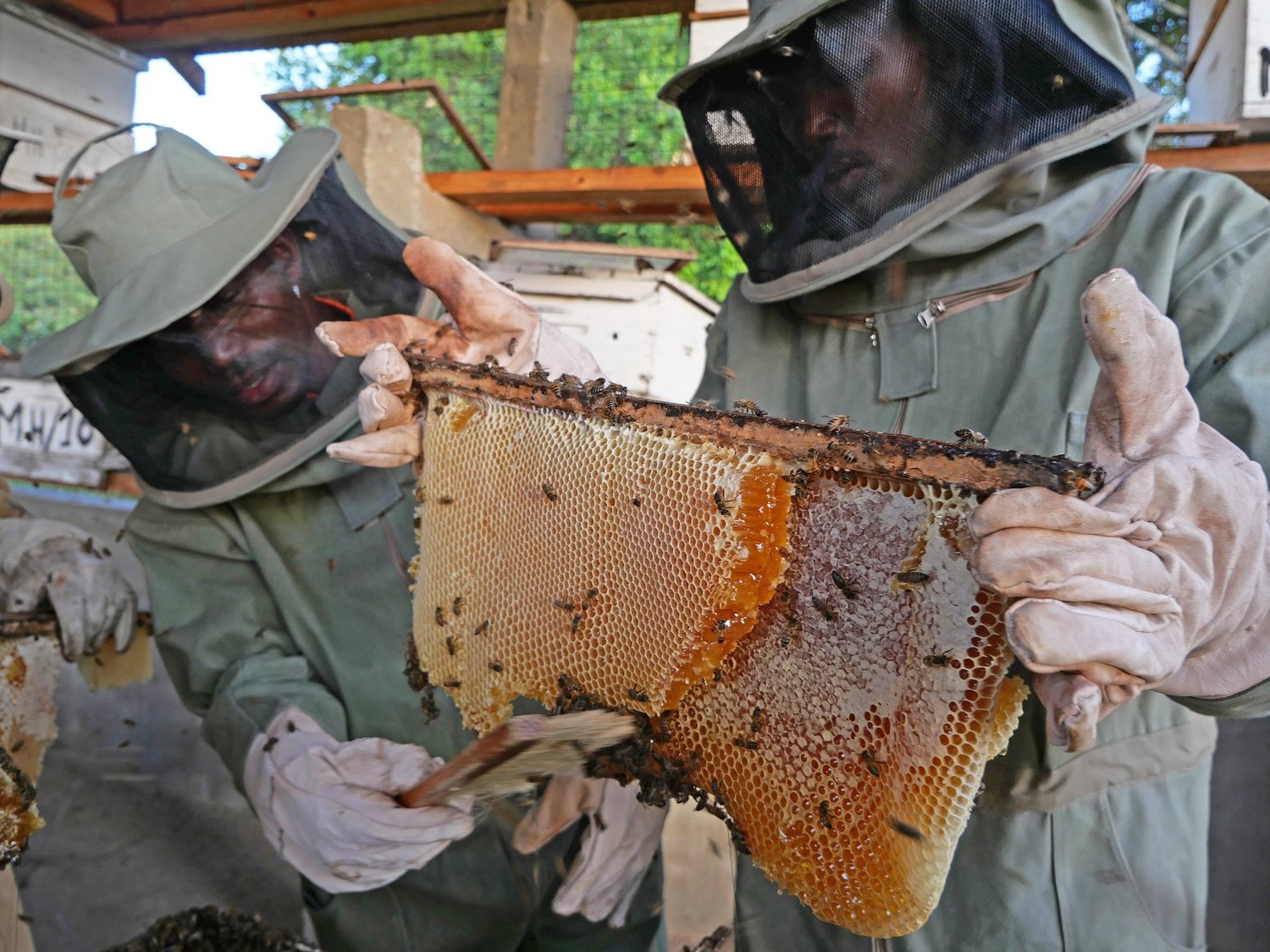 Northern Tanzania Beekeeping Company