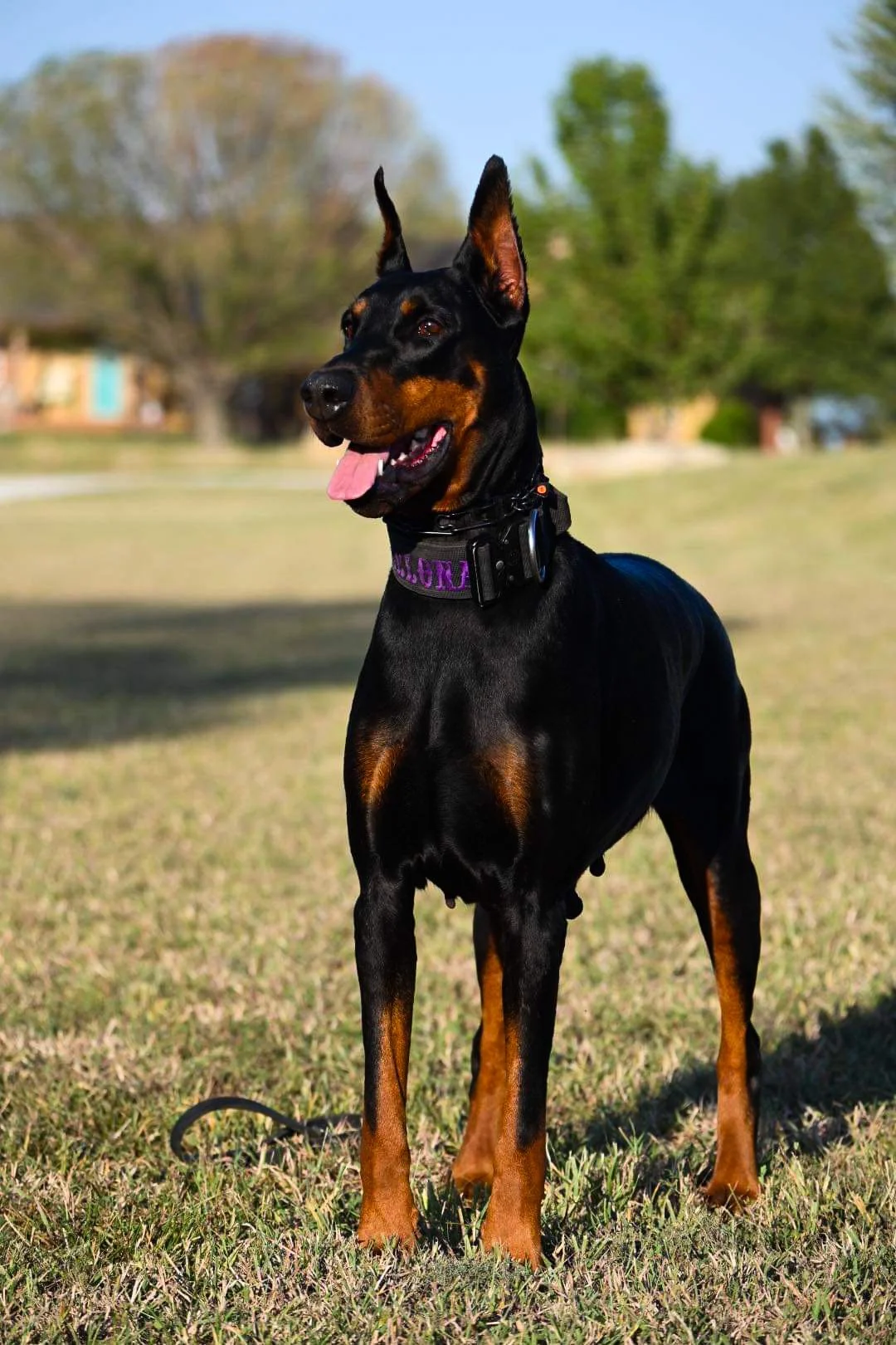 Available Doberman Dogs