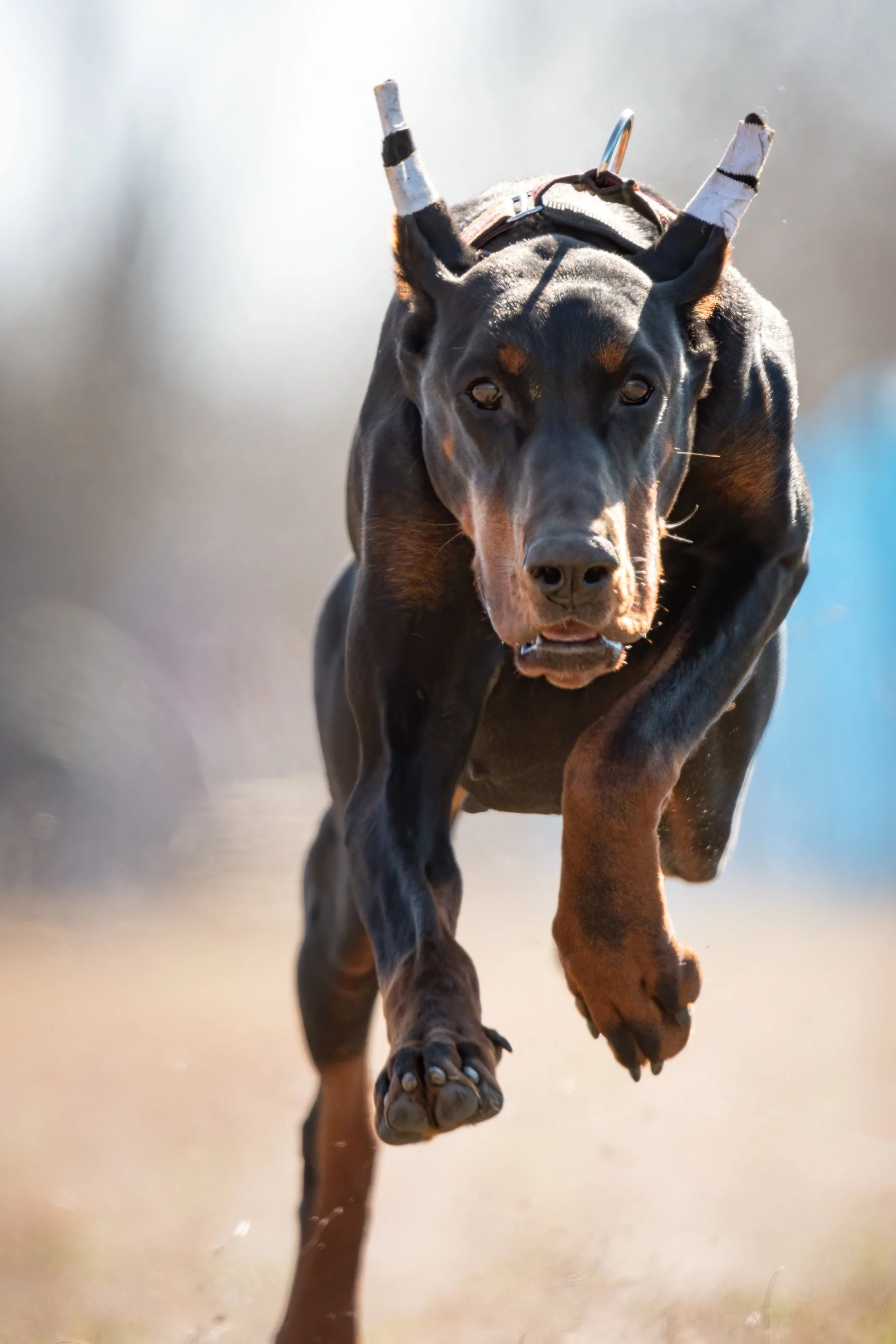 Available Doberman Dogs