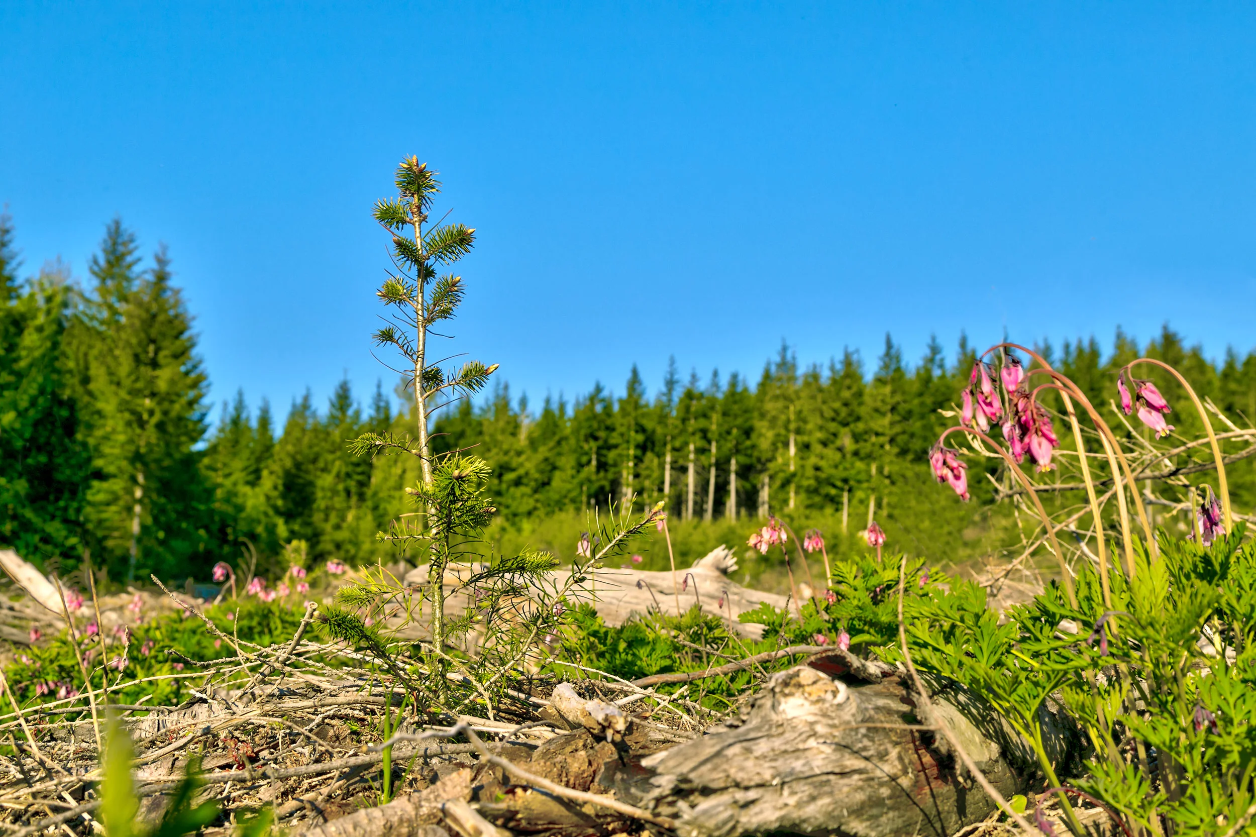 Forest Management — Janicki Logging Co.