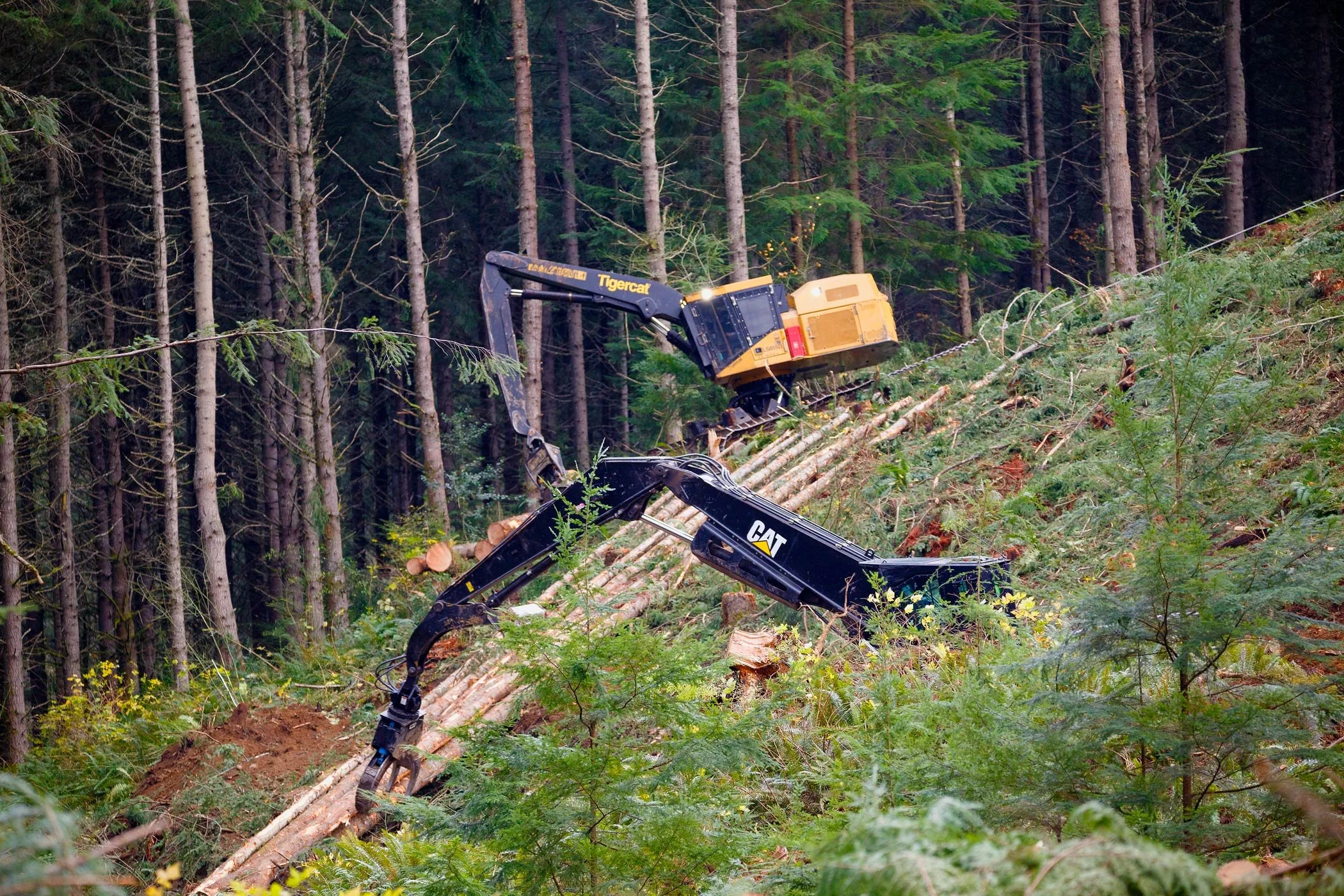 Carbon Sequestration & Sustainable Forest Management — Janicki Logging Co.