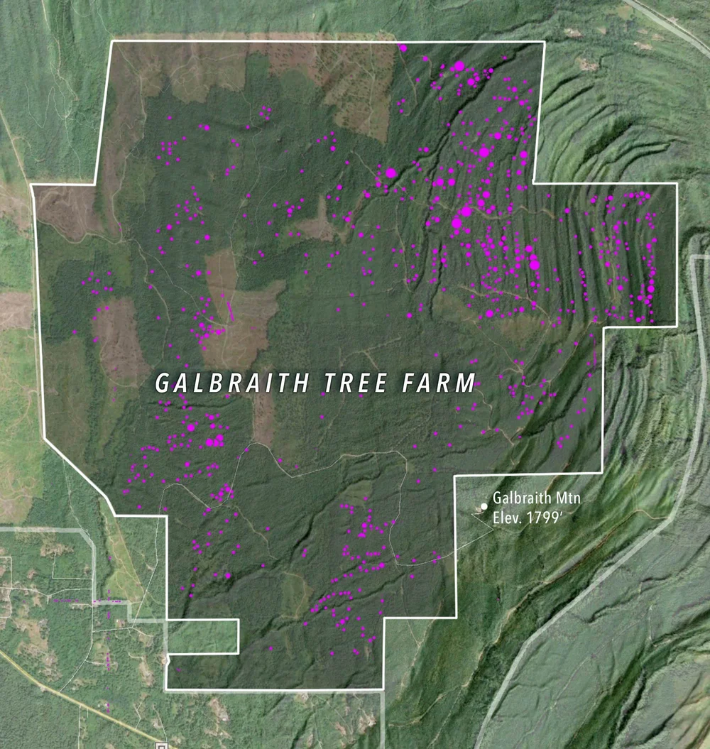 Combating Laminated Root Rot: Sustainable Strategies at Galbraith Tree ...