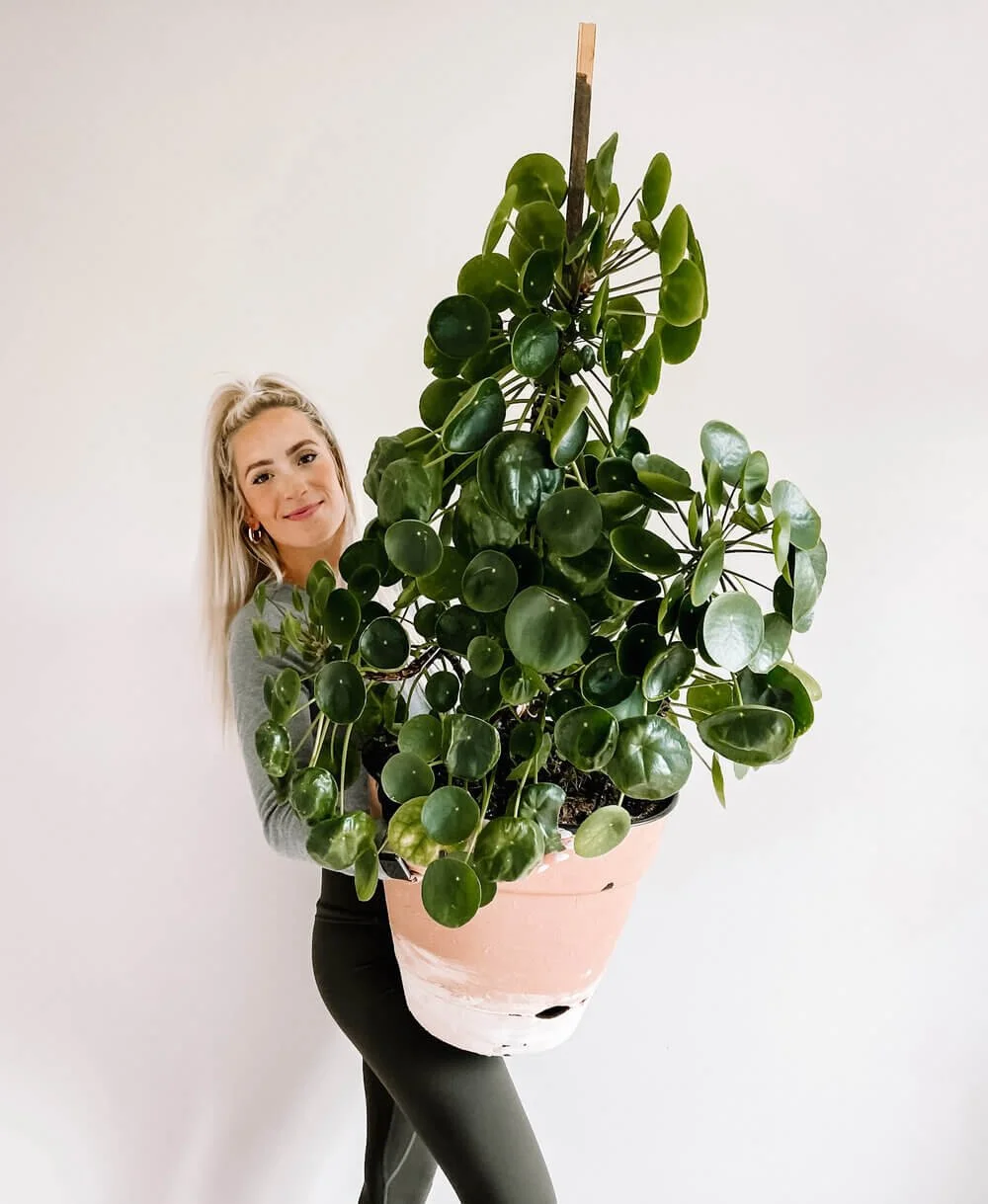 Pilea Peperomioides