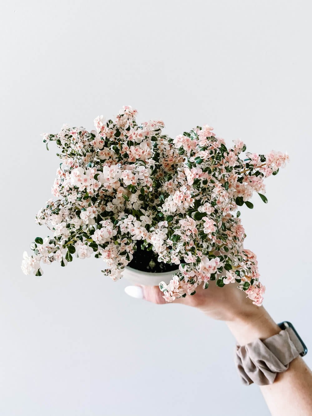 Pilea Microphylla ‘Tricolor’ — House + Plant